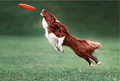 PetSport Tuff Disk Dog Toy | Pet Oasis